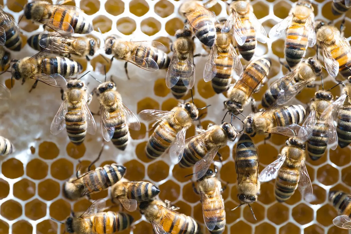 Bienenkommunikation und Schwänzeltanz — Die Drei Bienen